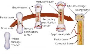 Your Skeletal System | Baseline of Health Foundation