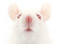 GMO Study Retracted | Baseline of Health Foundation